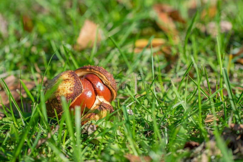 Opened Horse Chestnut Aesculus Shell on the Ground in Green Grass Stock ...
