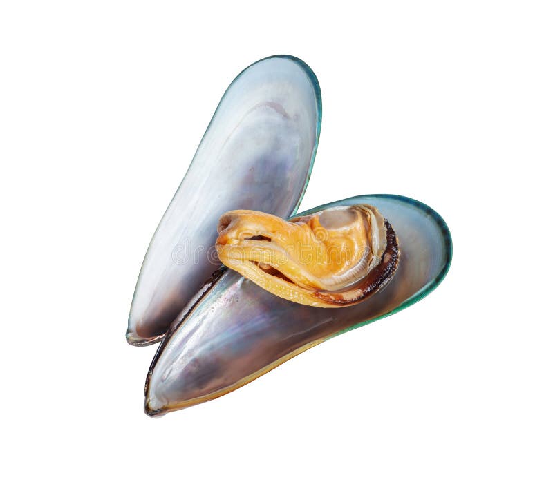 Large Mussel Shell with Small Mussel Shell Stock Image - Image of beach ...