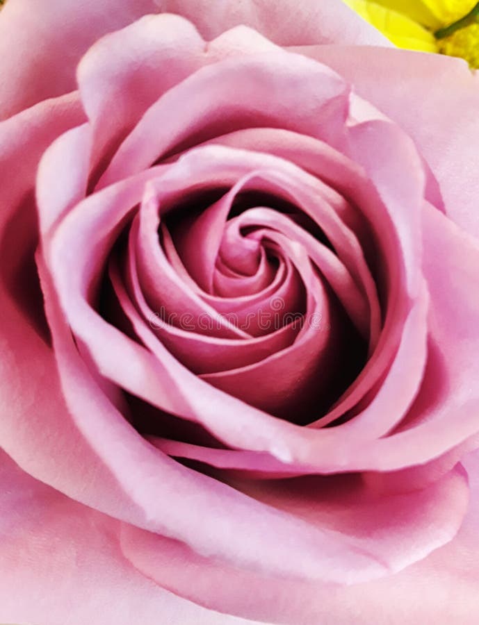 Opened Layers stock image. Image of flower, layers, opened - 151044051