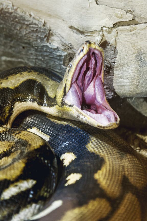 Opened mouth Python. stock photo. Image of anaconda - 117978554