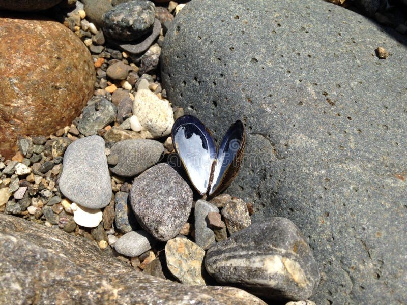 Mussel shell stock image. Image of shore, rocks, mussel - 116229003