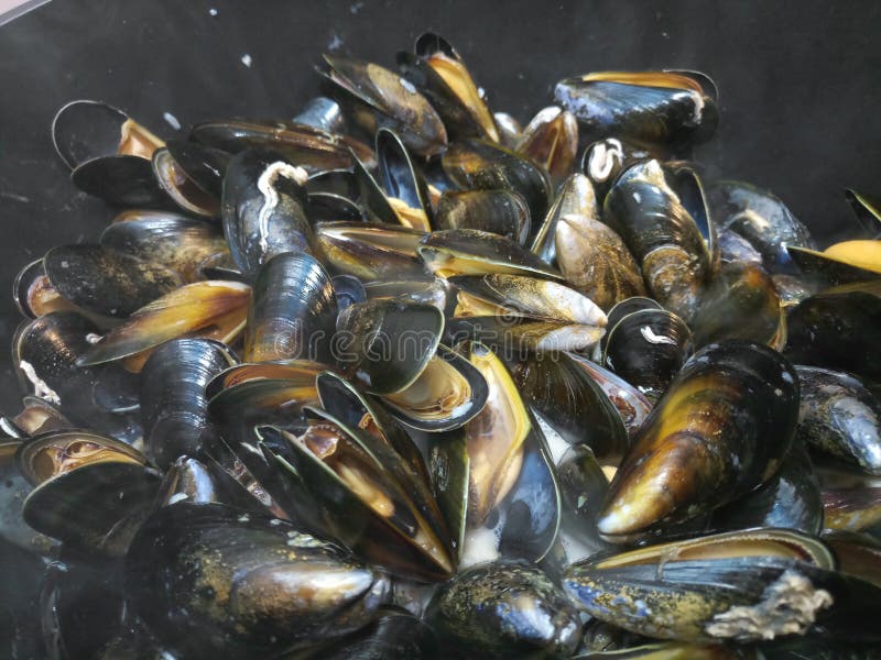 Opened Mussels Cooking in Hot Water Stock Photo - Image of mussels ...