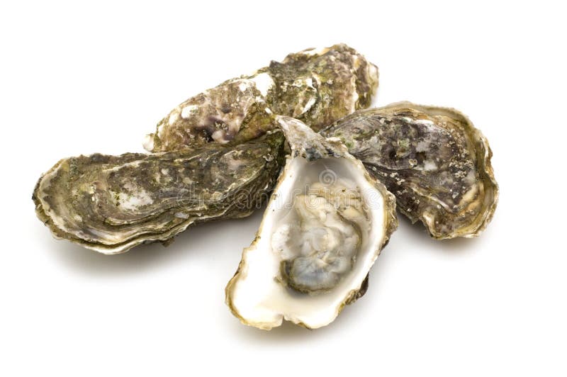 Live Sydney Oysters on Rocks in Sunlight Stock Image - Image of oyster ...