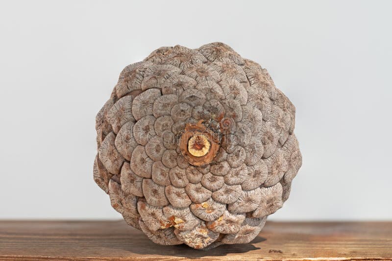 Opened Pine Cone, Pine Cone, Pinus Brutia Stock Image - Image of cedar ...