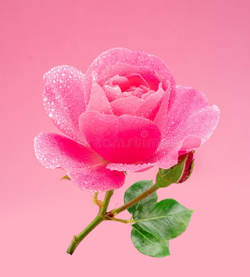 Opened Pink Rose or Bulgarian Rose Covered with Small Water Drops on ... Opened Pink Rose or Bulgarian Rose Covered with Small Water Drops on ...