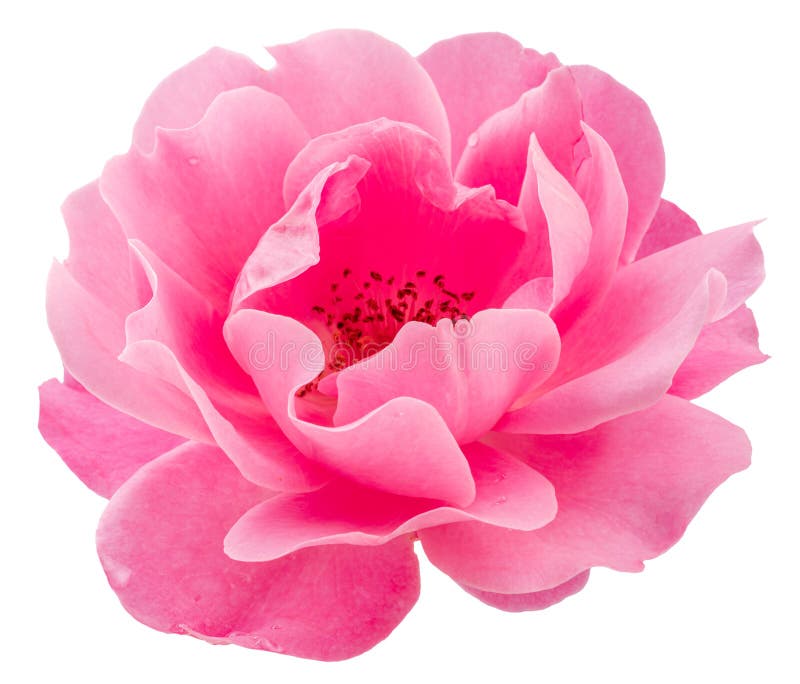 Opened Pink Rose or Bulgarian Rose on White Background. File Contains ...
