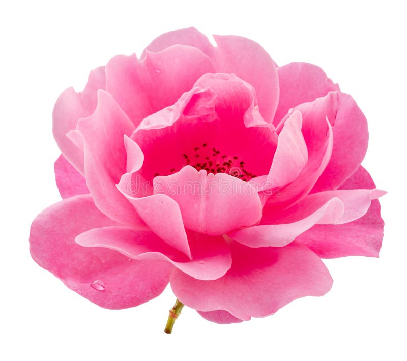 Opened Pink Rose or Bulgarian Rose on White Background. File Contains ... Opened Pink Rose or Bulgarian Rose on White Background. File Contains ...