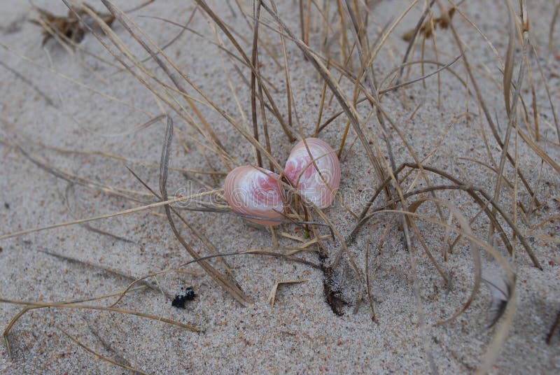 Opened Pink Seashell on the Sandy Beach. Stock Image - Image of sand ...
