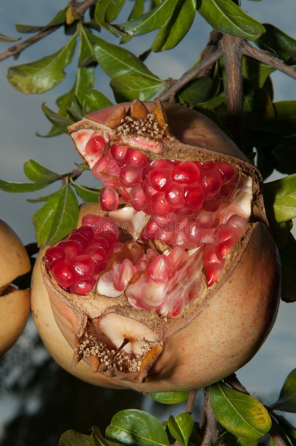 Opened Punica Granatum in Its Tree Stock Image - Image of outdoors ...
