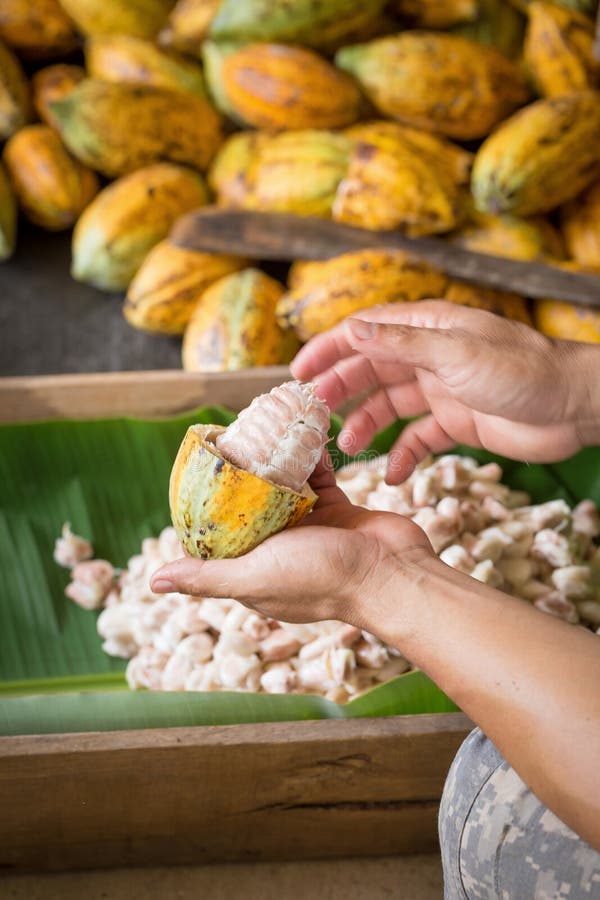 Opened Raw Fresh Cocoa Pod in Hands with Beans Inside. Stock Image ...