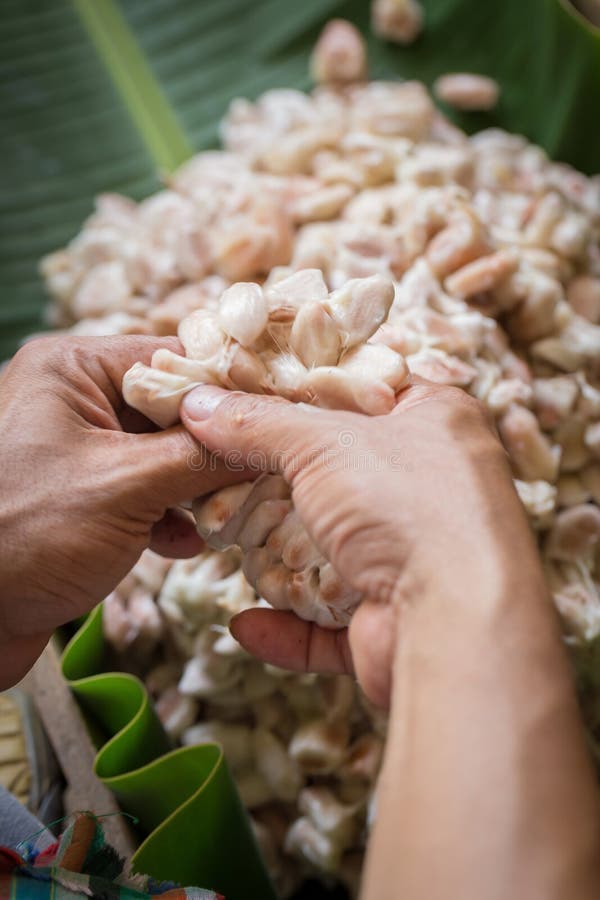 Opened Raw Fresh Cocoa Pod in Hands with Beans Inside. Stock Photo ...