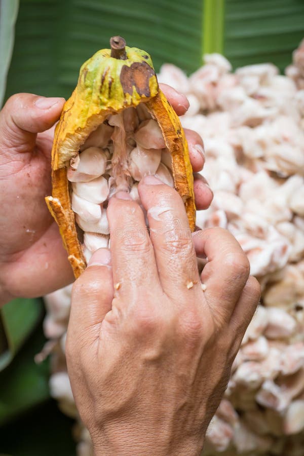 Opened Raw Fresh Cocoa Pod in Hands with Beans Inside. Stock Photo ...