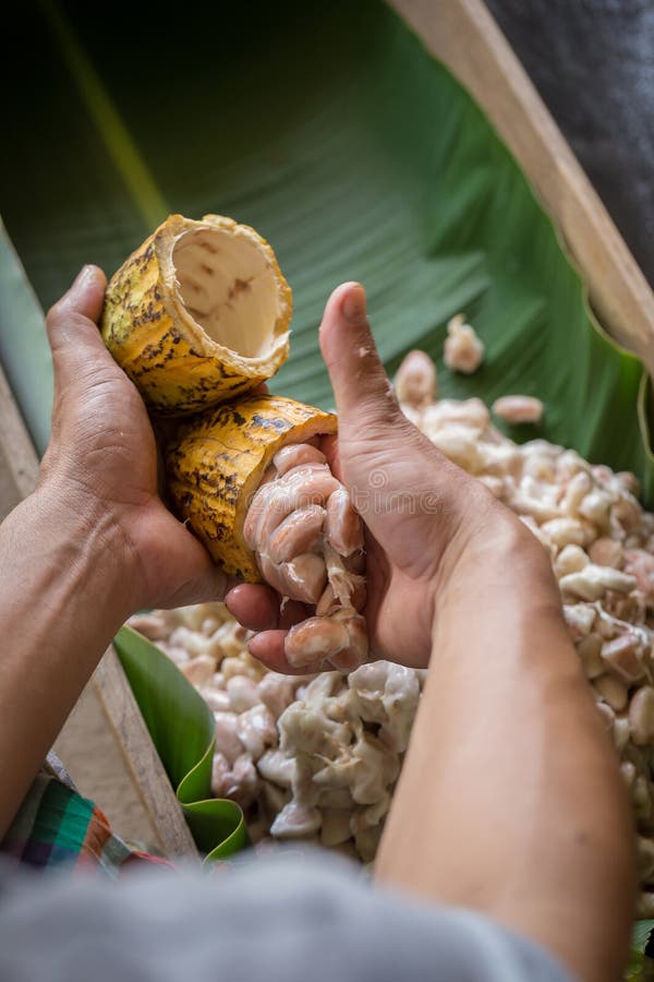 Opened Raw Fresh Cocoa Pod in Hands with Beans Inside. Stock Image ...