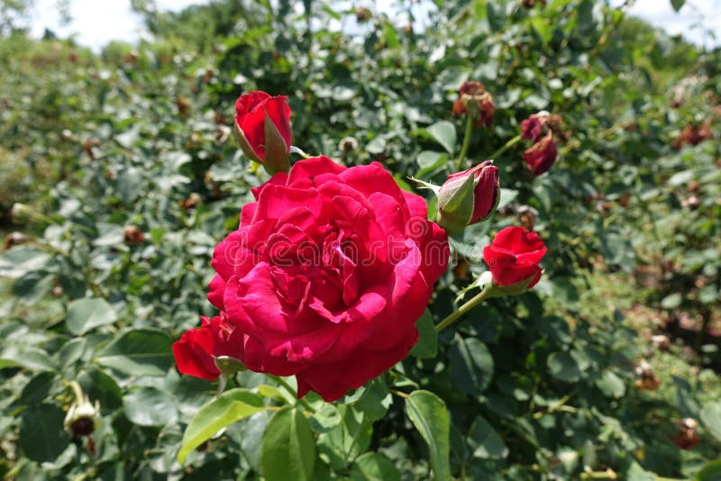Opened Red Flower and Closed Buds of Rose Stock Image - Image of ...