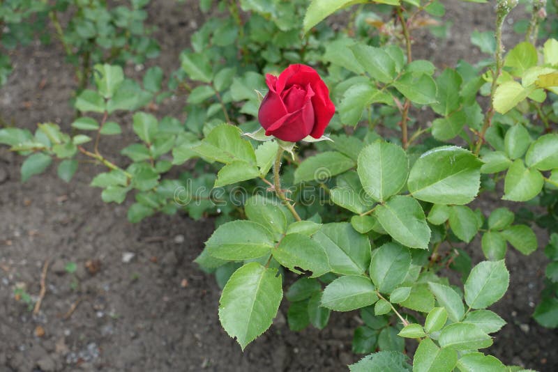 Almost Opened Red Flower of Rose in the Garden Stock Photo - Image of ...