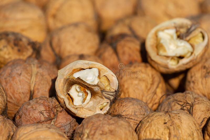 Ripe walnut stock photo. Image of brown, grow, farm, fall - 22881554