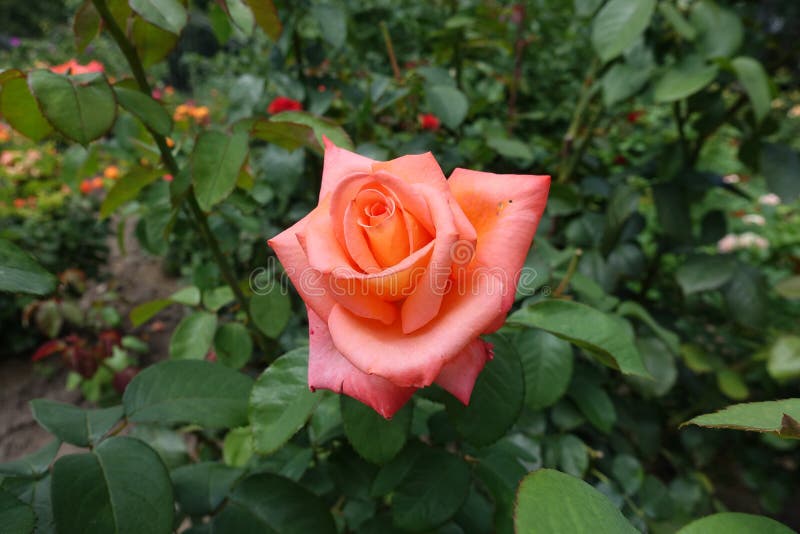 Almost Opened Salmon Pink Flower of Rose Stock Photo - Image of ...