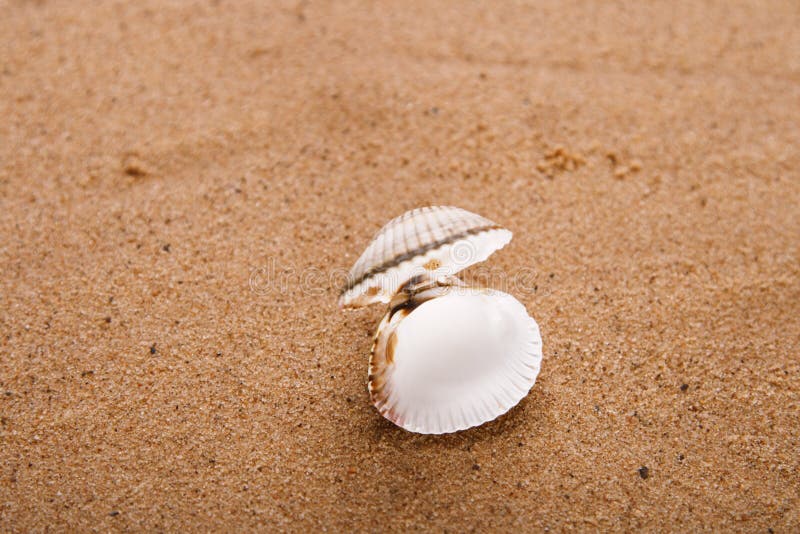 Opened Sea Shell On Beach Sand Picture. Image: 6119881