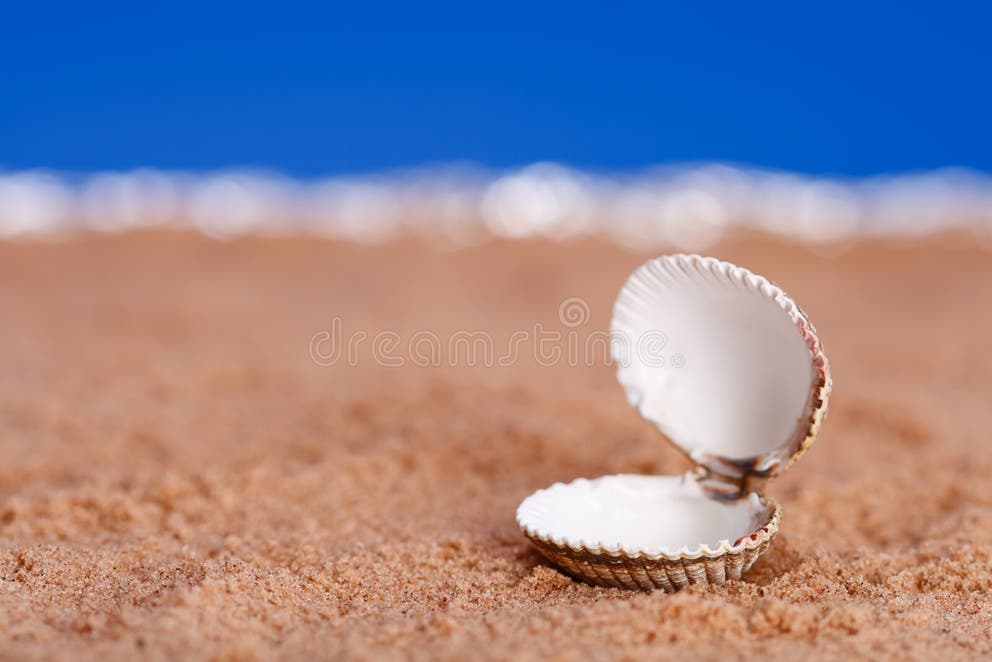 Opened Sea Shell on Beach Sand and Blue Sky Stock Image - Image of ...
