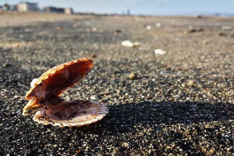 Opened Sea Shell stock photo. Image of detail, macro - 49393278