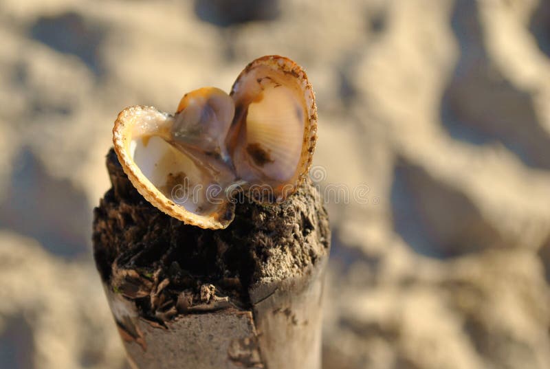 Opened Seashell on the Sand Beach Stock Image - Image of opened ...