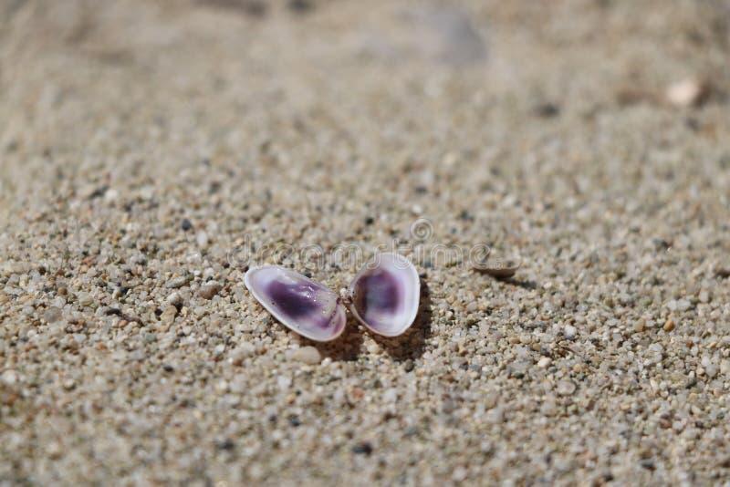 Opened Seashell on the Sand Beach Stock Image - Image of opened ...