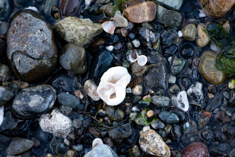 Opened Seashells on a Rocky Northwest Beach Stock Image - Image of park ...