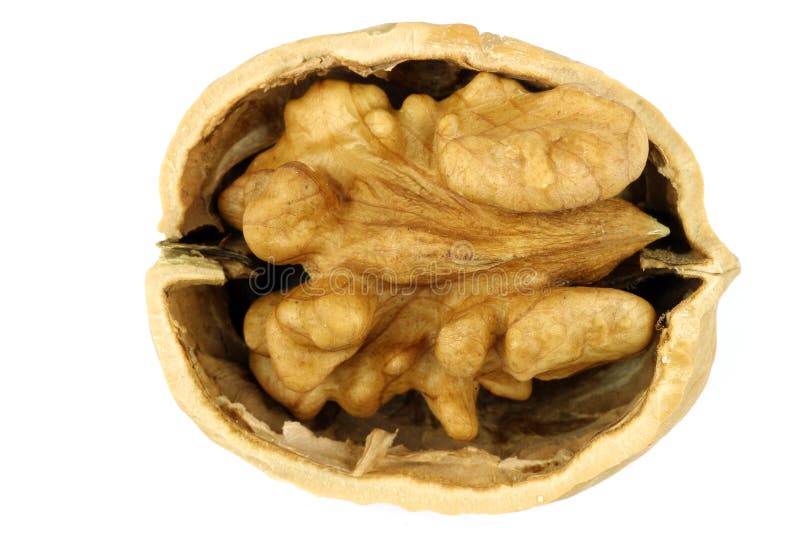Opened walnut half stock image. Image of opened, healthy - 18415079