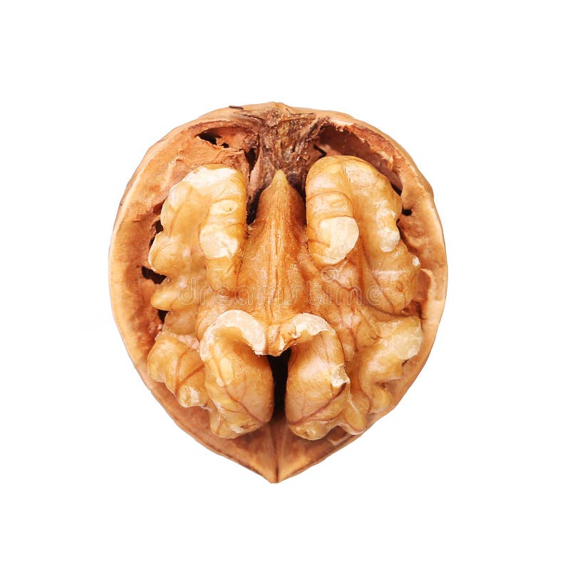 Opened Walnut Half in Shell Isolated Stock Image - Image of nutty, fall ...