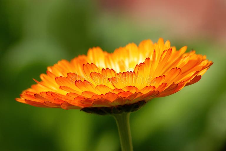 2,484 Opening Flower Bouquet Stock Photos - Free & Royalty-Free Stock ...