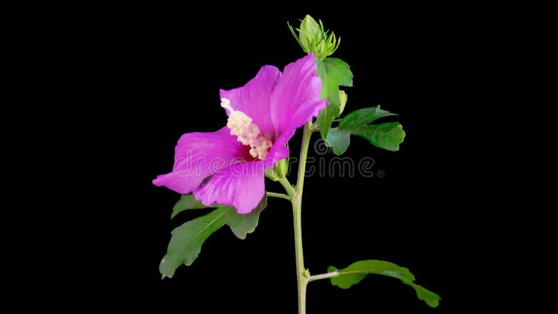 Opening Beautiful Pink Hibiscus Flower Stock Footage - Video of ... Opening Beautiful Pink Hibiscus Flower Stock Footage - Video of ...