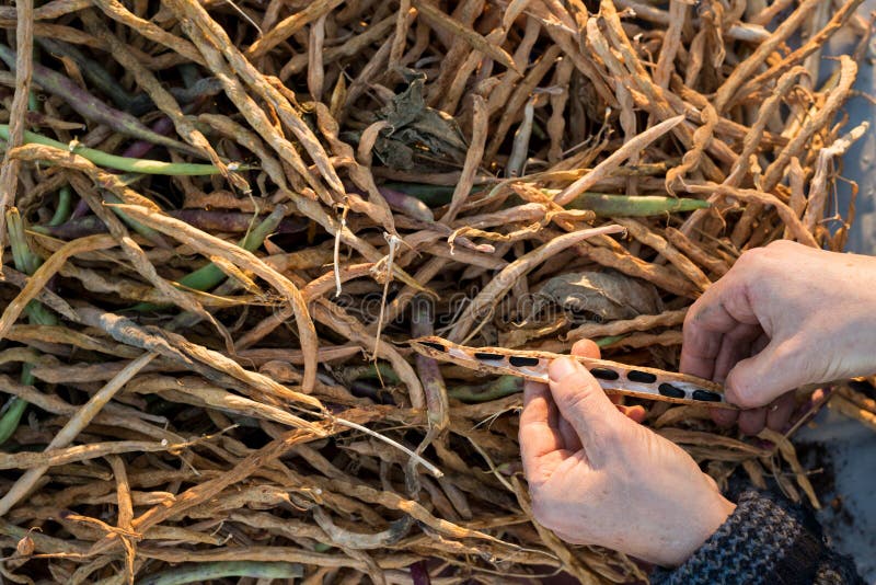 Opening a Black Bean Pod with Dry Pods in Background Stock Photo ...