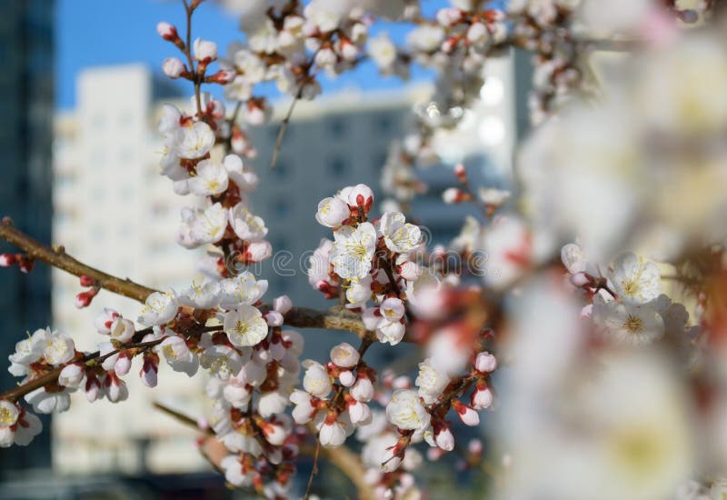 Opening and Blooming White Flowers on the Branches of a Cherry Tree in ...