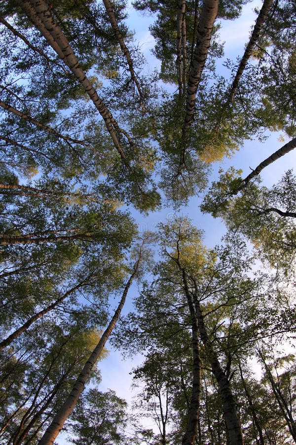 Opening between branches stock photo. Image of tree, forest - 12978624