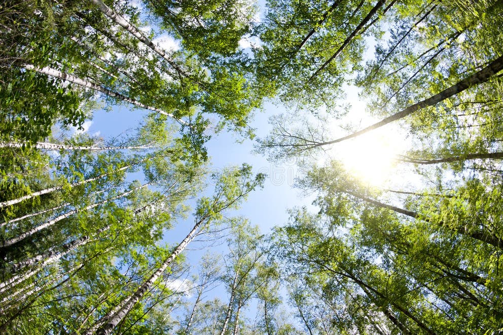 Opening between Branches in Forest Stock Image - Image of blue, bright ...