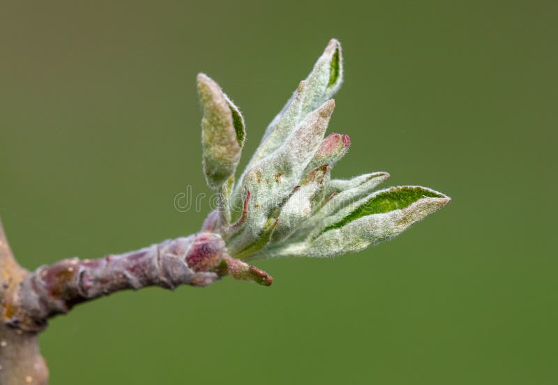 Opening Bud on an Apple Tree Branch in Spring. Stock Photo - Image of ...