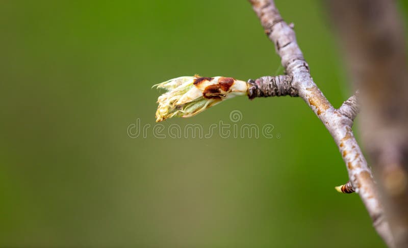 Opening Bud on an Apple Tree Branch in Spring. Stock Photo - Image of ...