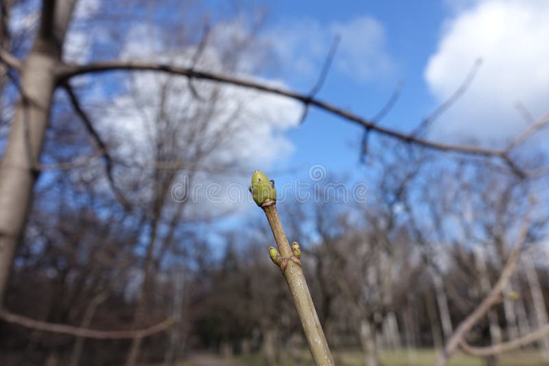 Opening Bud on Branch of Tree in Early Spring Stock Photo - Image of ...