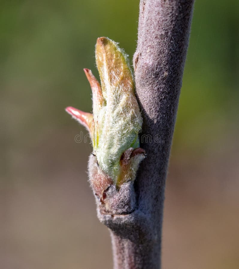 Opening Bud with Leaves on an Apple Tree Branch. Stock Photo - Image of ...