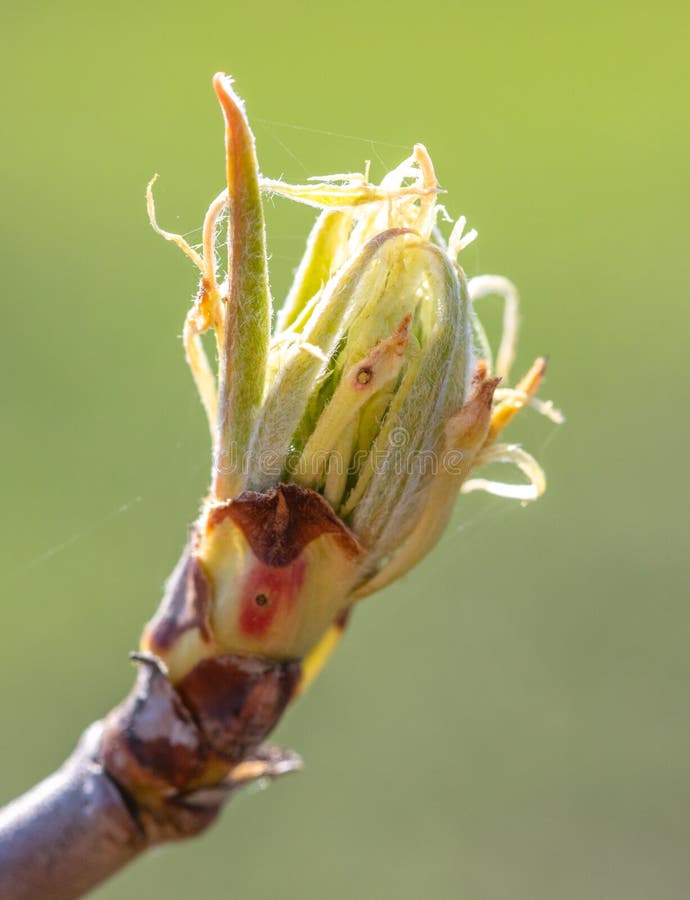 Opening Bud with Leaves on a Pear Branch. Stock Photo - Image of garden ...