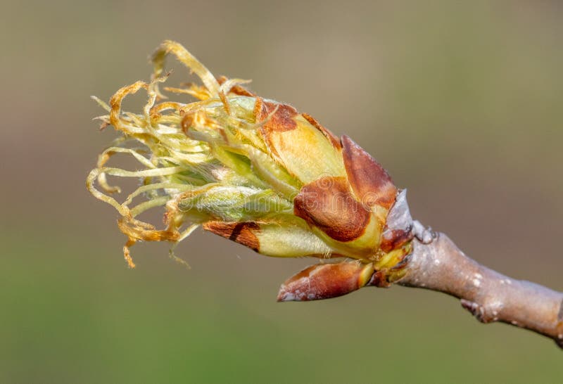 Opening Bud with Leaves on a Pear Branch. Stock Image - Image of branch ...