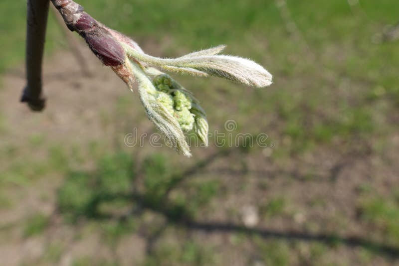 Opening Bud of Rowan in Spring Stock Image - Image of life, ornamental ...