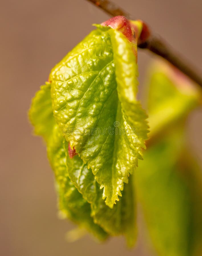 Opening Bud on a Tree in Spring. Stock Image - Image of branch, macro ...