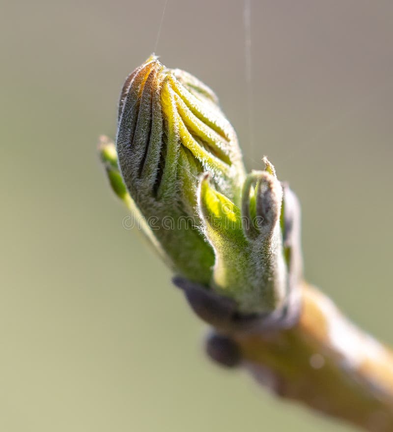 Opening Bud on Walnut Branch in Spring. Stock Photo - Image of flower ...