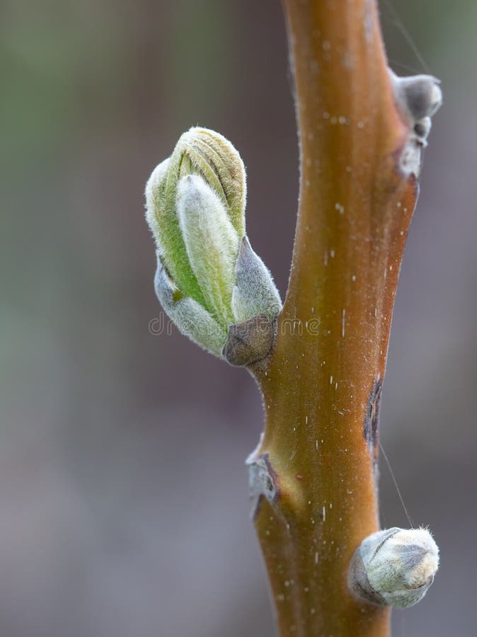 Opening Bud on Walnut Branch in Spring. Stock Photo - Image of flower ...