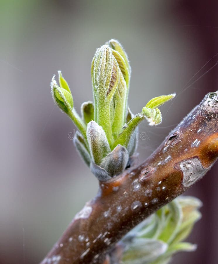 Opening Bud on Walnut Branch in Spring. Stock Photo - Image of flower ...