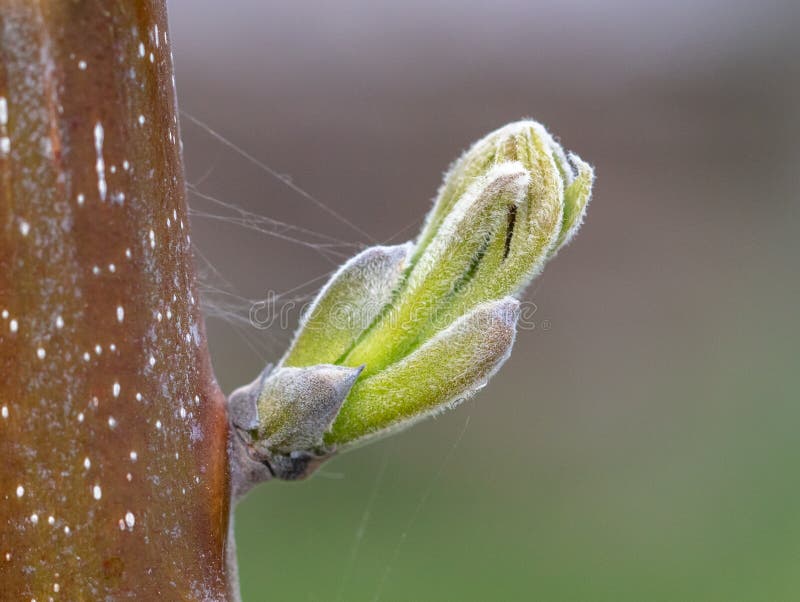 Opening Bud on Walnut Branch in Spring. Stock Photo - Image of flower ...