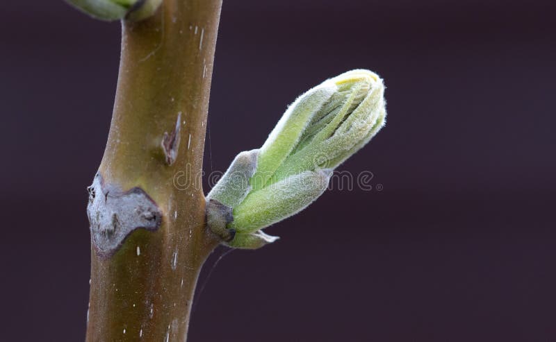 Opening Bud on Walnut Branch in Spring. Stock Photo - Image of flower ...