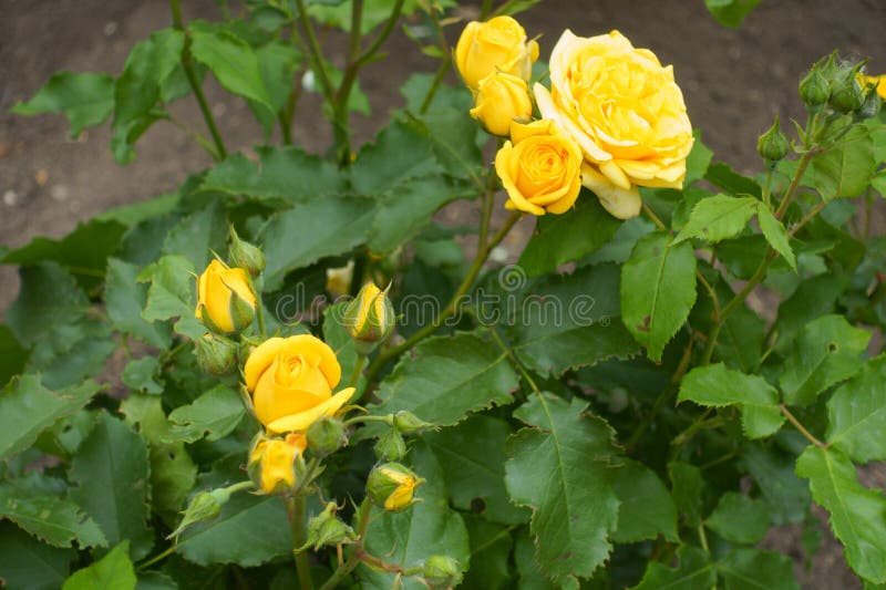 Opening Buds and Flowers of Yellow Roses in June Stock Image - Image of ...