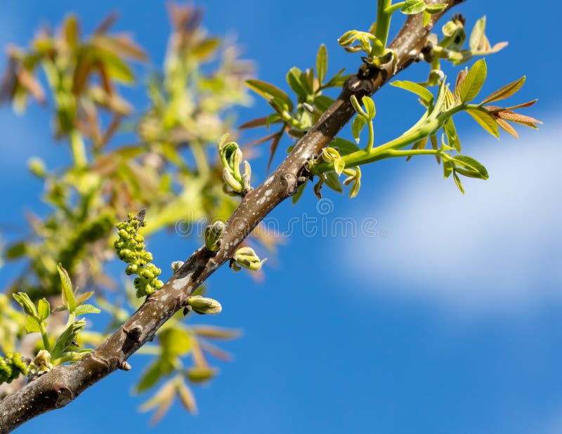Opening Buds for Nuts in Spring. Close-up Stock Image - Image of tree ...
